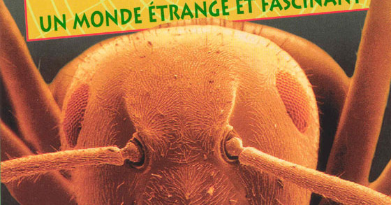 Les Insectes : un monde étrange et fascinant - Éditions Hurtubise