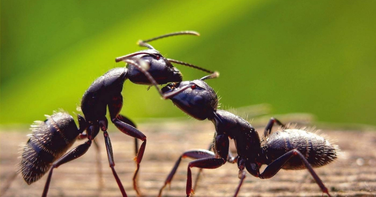 Les Fourmis - Distribution HMH